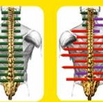 Your Myovision Scan, Florida Chiropractor, New Port Richey Chiropractor ...
